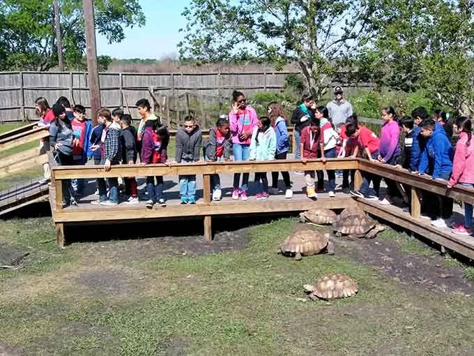 A whole lineup of curious kids leaning over the boardwalk railing, completely captivated by creatures older than their grandparents' grandparents.