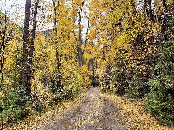 The trail winds through aspens that turn this autumn path into something from a storybook illustration.
