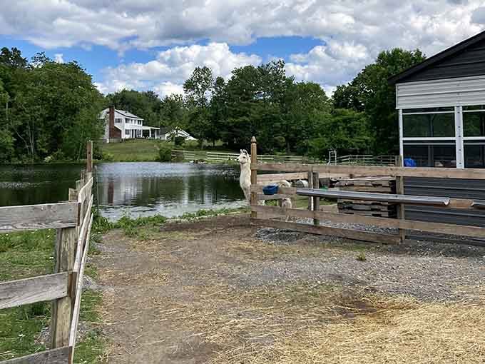 One llama, one pond, one perfect summer afternoon. Some things simply don't need improving.