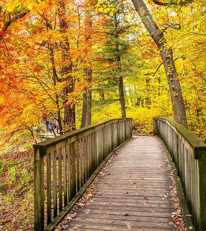 A wooden bridge wrapped in fall color so vivid, even the most reluctant hiker would happily cross it twice.