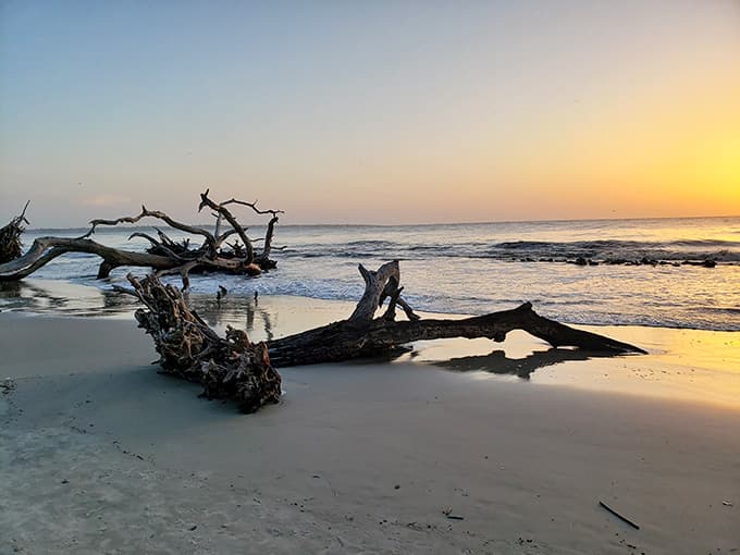 Twisted, silver-white trees standing at sunset, proof that nature's endings can be breathtakingly gorgeous.