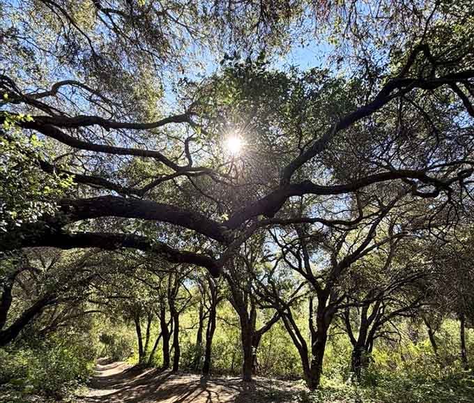 Sunlight punches through twisted oak branches overhead, turning an ordinary trail into something genuinely cathedral-like.