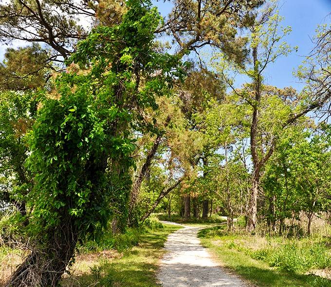A shaded trail canopied by lush green trees, reminding you that the best paths are the ones nobody rushes down.