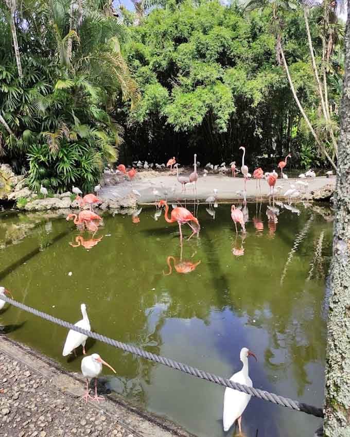 Flamingos and white ibises sharing the pond together, proof that good neighbors really do make the best neighborhoods.