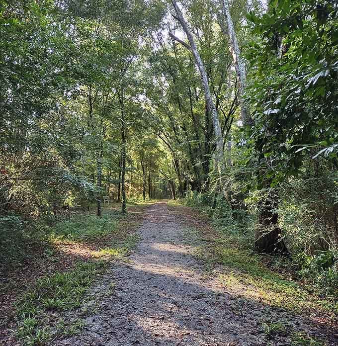 This trail through the woods is the kind of path that makes your phone feel completely unnecessary for once.