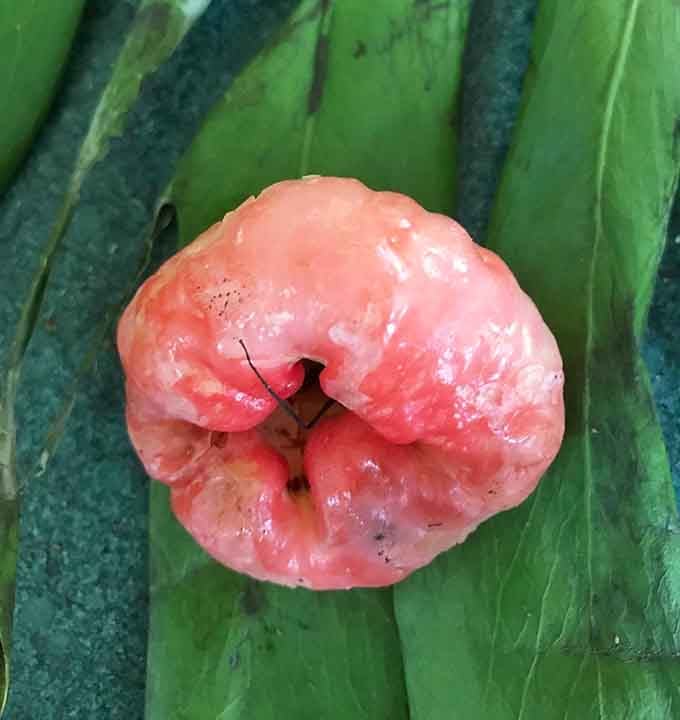 The wax apple looks like nature designed a fruit specifically to confuse and delight you at the same time.