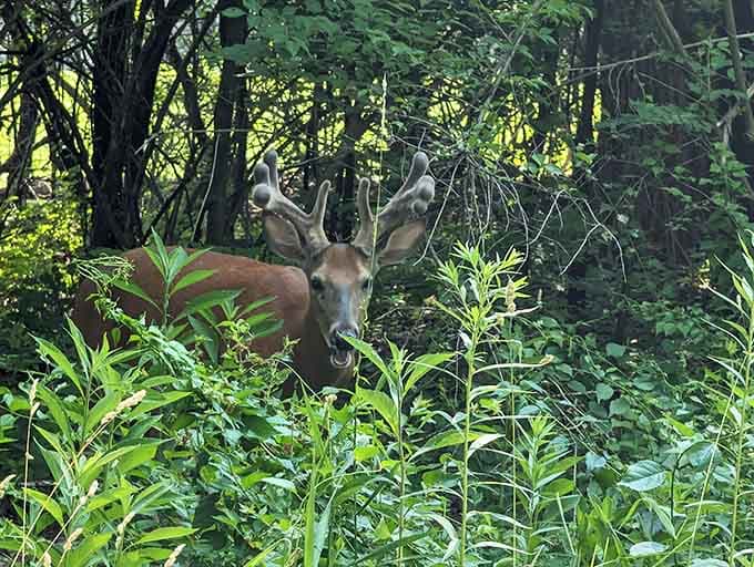 This handsome fellow's sporting his finest antlers, clearly the George Clooney of the Fullersburg Woods deer population.
