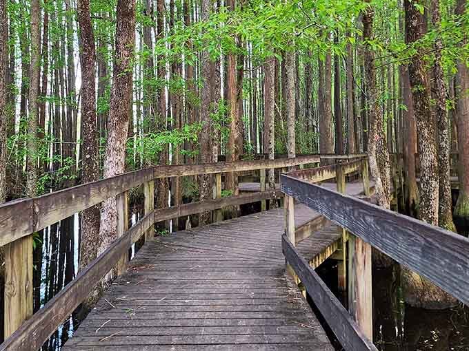 This boardwalk goes straight into the cypress forest, and yes, it feels exactly as magical as it looks.