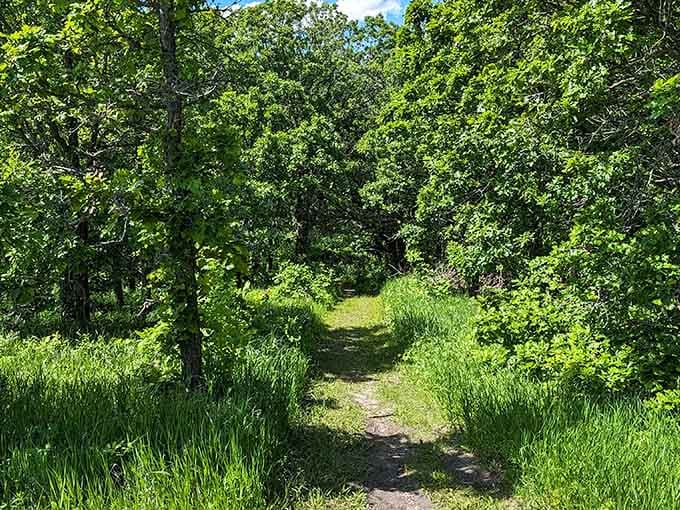 Shaded woodland paths offer cool respite and the kind of peaceful solitude that recharges your soul completely.