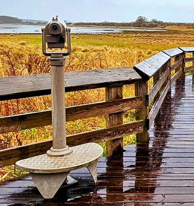That telescope isn't just for show; it transforms distant specks into individual birds with personalities and terrible table manners.