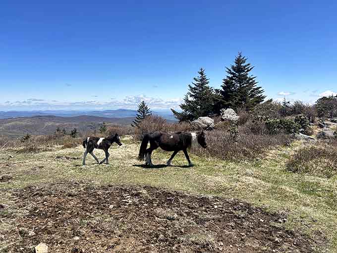 Two dark ponies strolling past like they're discussing philosophy and the meaning of unlimited grass buffets.