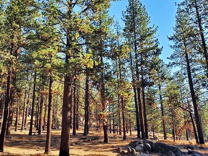 Towering pines create a natural cathedral where the only sermon is silence and the occasional bird call.