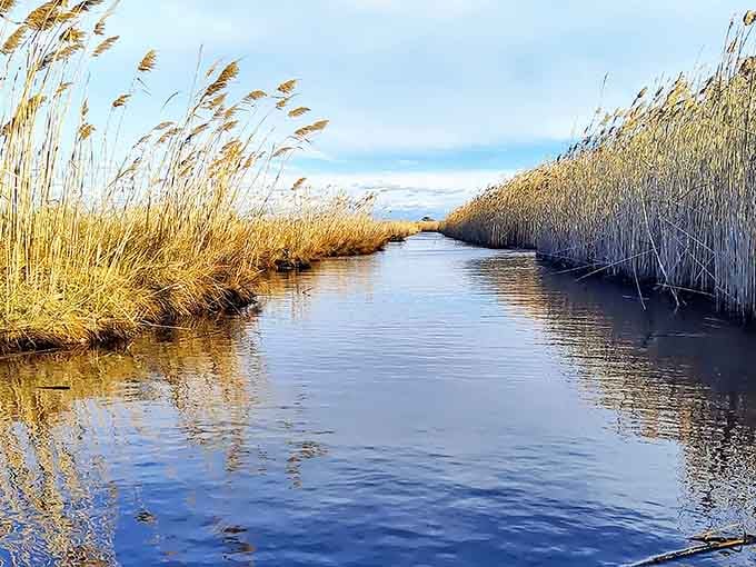 Golden reeds framing still blue water, this reed-lined channel is the kind of scene that makes you put your phone away.