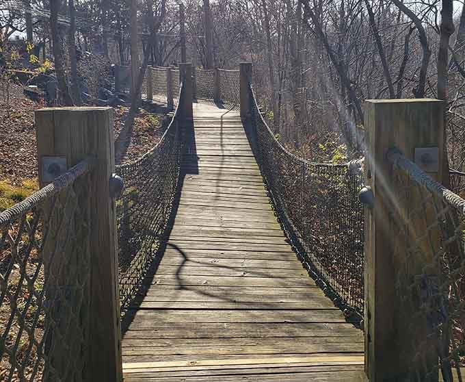 A rope suspension bridge through bare winter trees, adventure doesn't take a season off here.