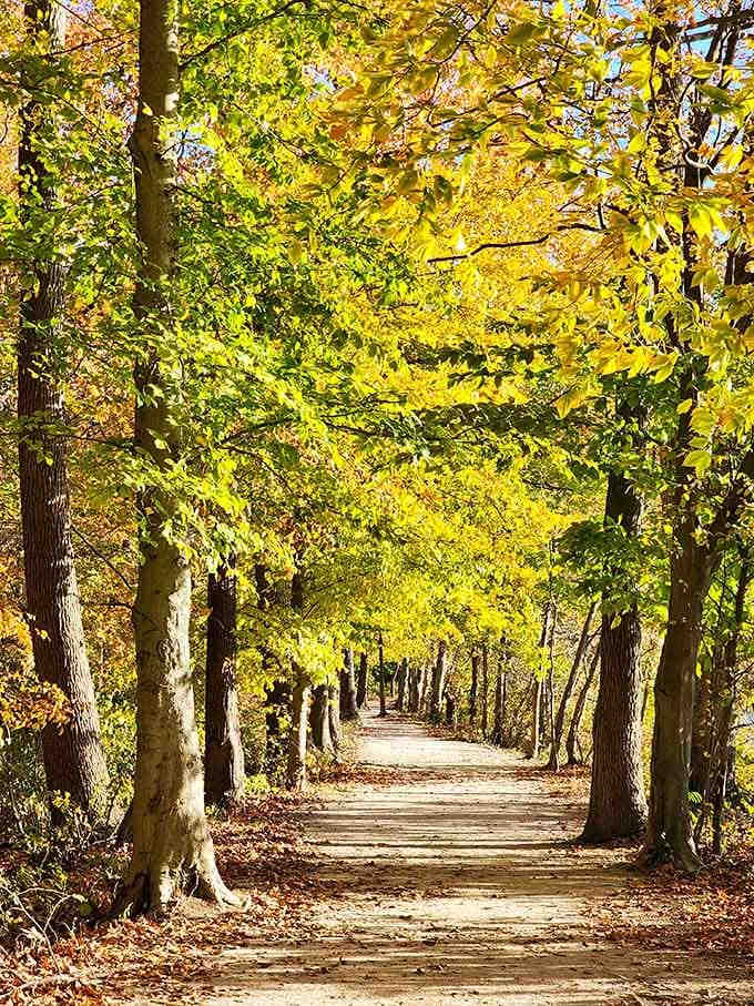 Fall turns this tree-lined trail into a golden tunnel that makes you feel like you wandered into a painting by accident.