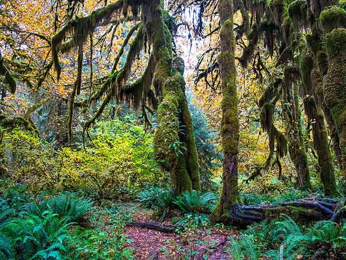 Moss-wrapped branches reaching in every direction, ferns carpeting the forest floor &mdash; Tolkien couldn't have drawn this better.