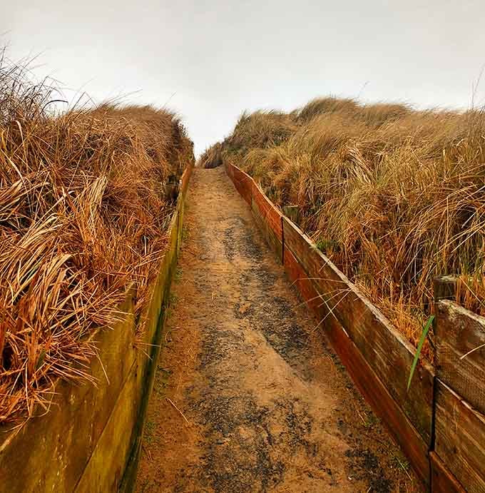 A narrow path through golden dune grass, the kind of walk that makes you feel like an explorer discovering something new.