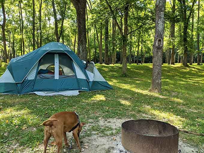 Camping under these tall trees with your dog by the fire pit is basically a masterclass in living well.