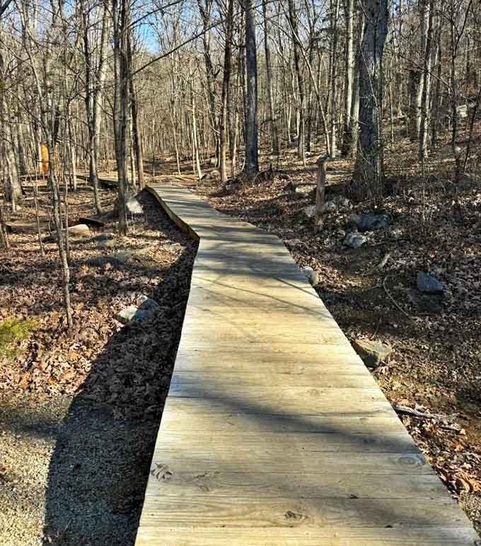 Fresh boardwalk winding through autumn woods, keeping your feet dry while your soul gets thoroughly soaked in beauty.