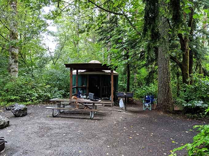 A yurt nestled in the forest, for those who want the wilderness experience with slightly better walls.