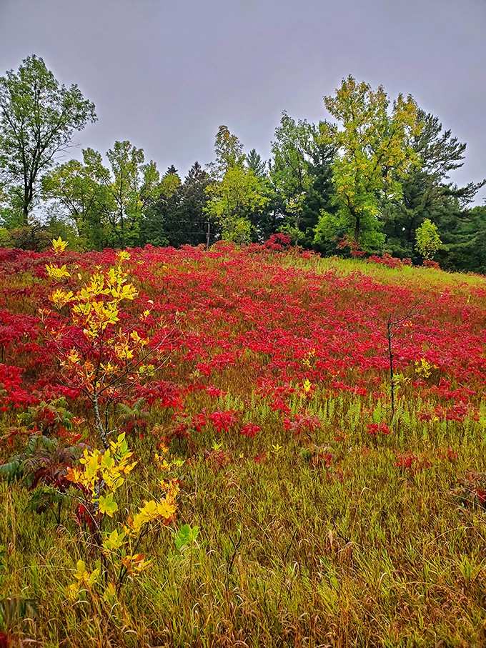 Nature grabbed a red paintbrush and went completely, gloriously overboard with the sumac this season.