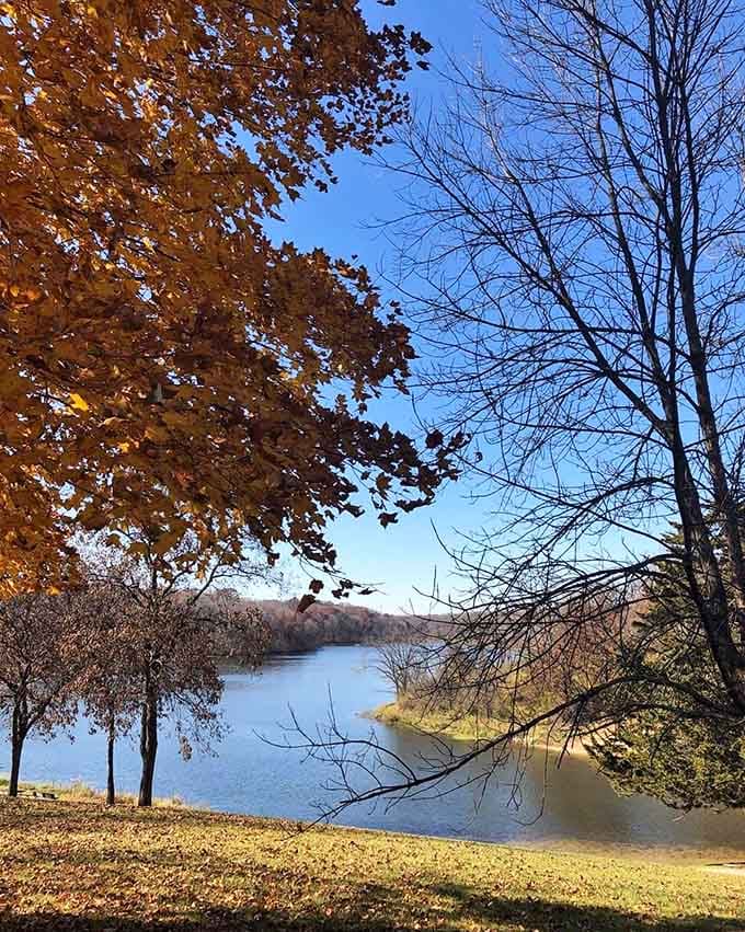 Golden leaves framing a glassy blue lake under a crisp autumn sky, Illinois just quietly won the fall foliage contest.