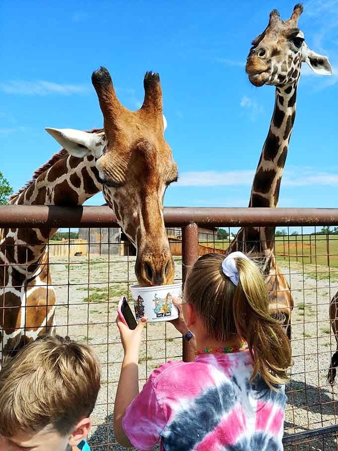 That look on a child's face when a giraffe says yes to lunch is priceless.