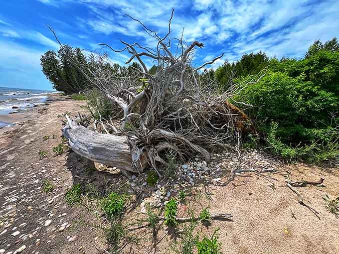 That driftwood didn't end up there by accident. Lake Michigan has been arranging its own art installations for thousands of years.