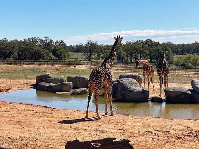 Three giraffes gather at a natural watering hole against a wide Texas sky, looking like a postcard that nobody would believe is real.