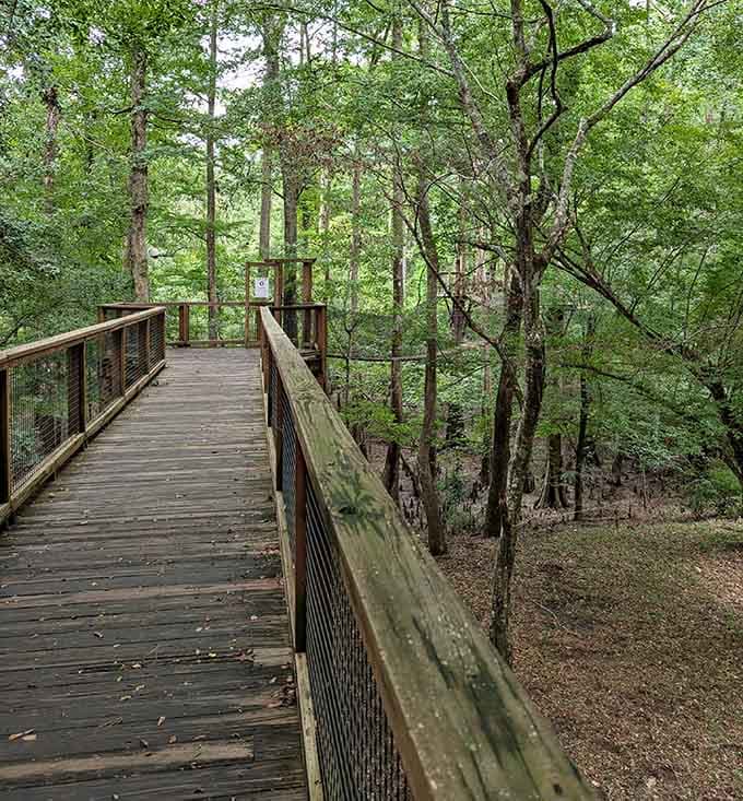 A straight shot through the treetops that makes your feet question everything your brain just agreed to.