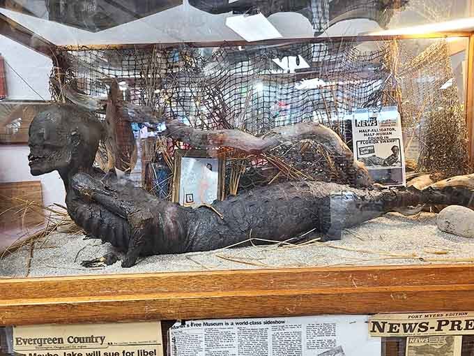 Jake stretched out in full glory, driftwood and straw framing Washington's most debated creature like a natural history exhibit gone wonderfully rogue.
