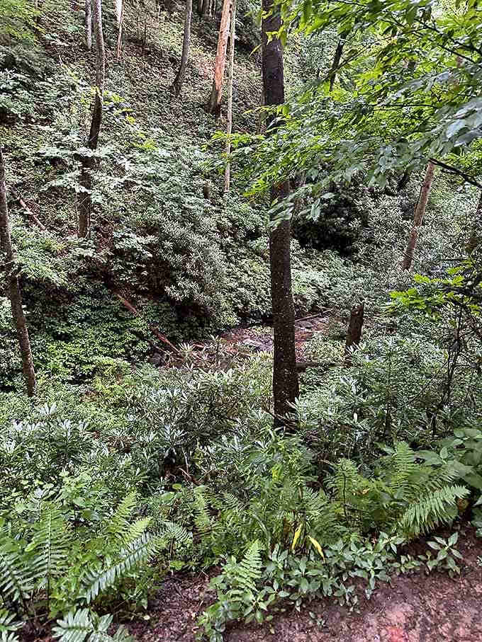 Ferns and forest greenery so lush it makes your houseplants look like they've given up on life entirely.