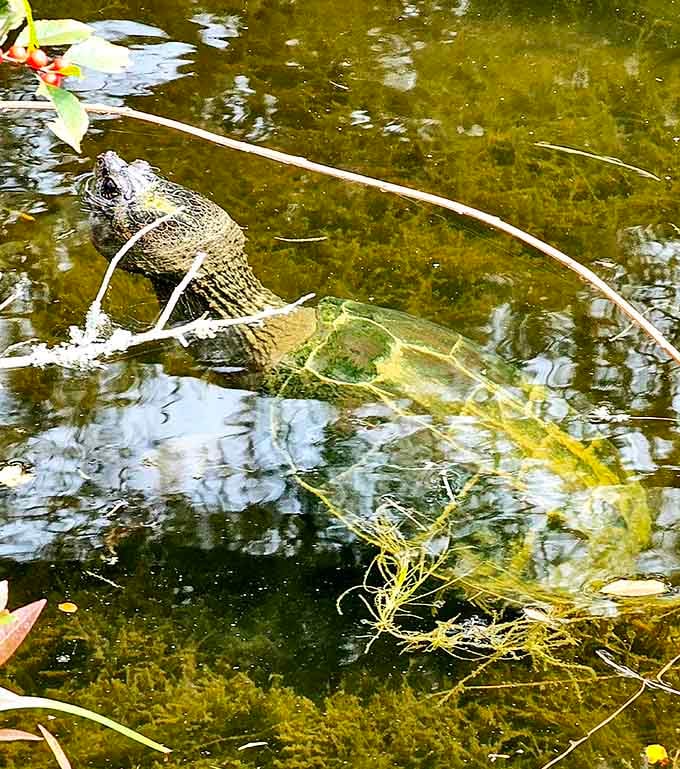 A turtle going about its day in the Mytoi pond, completely unbothered and honestly living its best life.