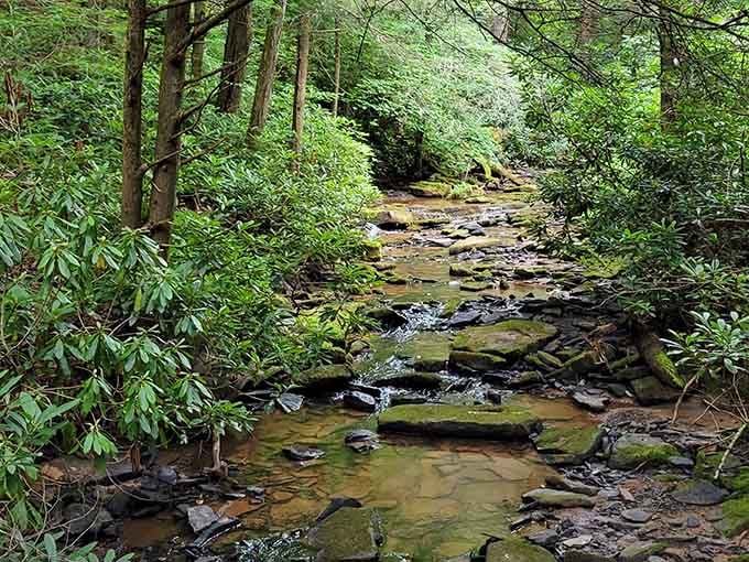 Mountain streams tumble over moss-covered rocks like nature's own white noise machine, batteries not required.
