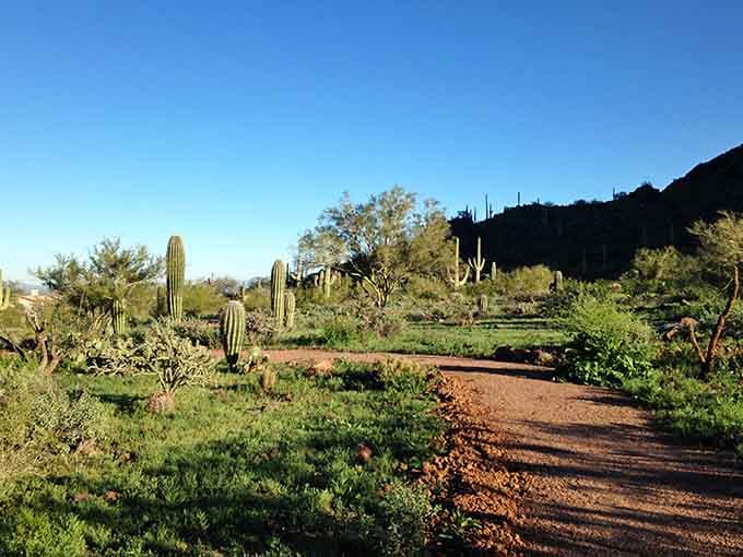 A quiet desert path at golden hour, where the only traffic jam involves a family of quail.