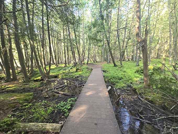 A simple wooden boardwalk through a cathedral of green, because even wild places know how to roll out the welcome mat.
