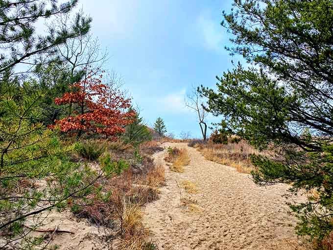 The Dune Succession Trail winds through pine and autumn fire, proof that Indiana's wild side is absolutely worth the climb.