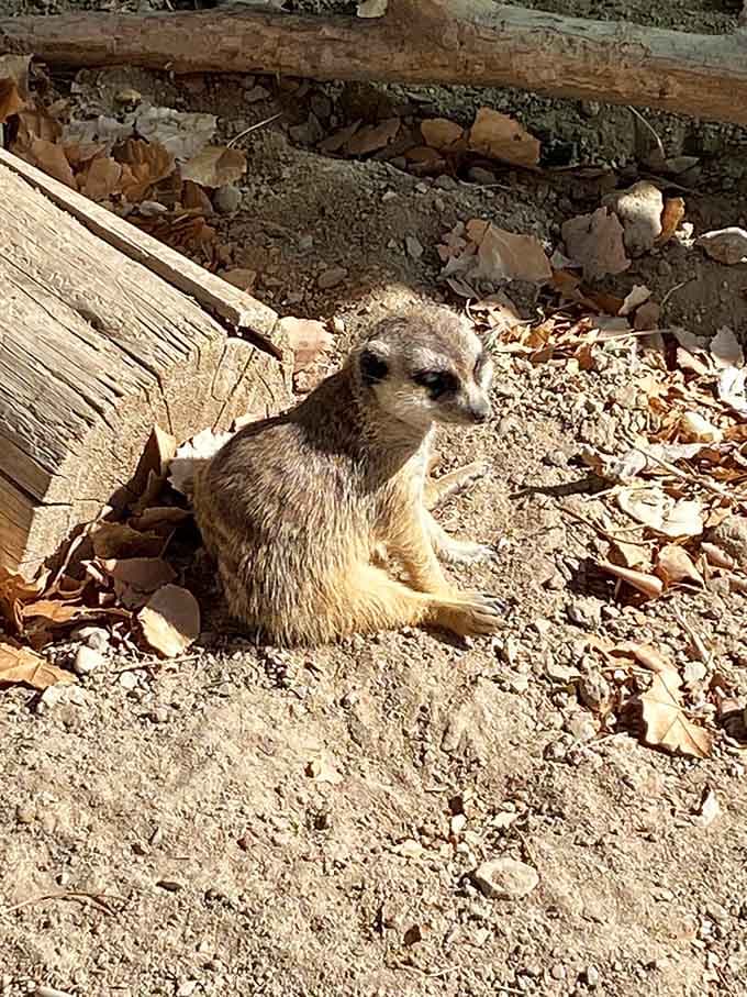 Meerkats remain nature's most adorable security guards, constantly scanning for threats that probably don't exist but might, you know, maybe.