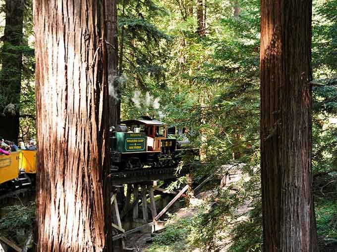 Framed by ancient redwood trunks, the Dixiana looks like something straight out of a classic adventure film. It absolutely is.