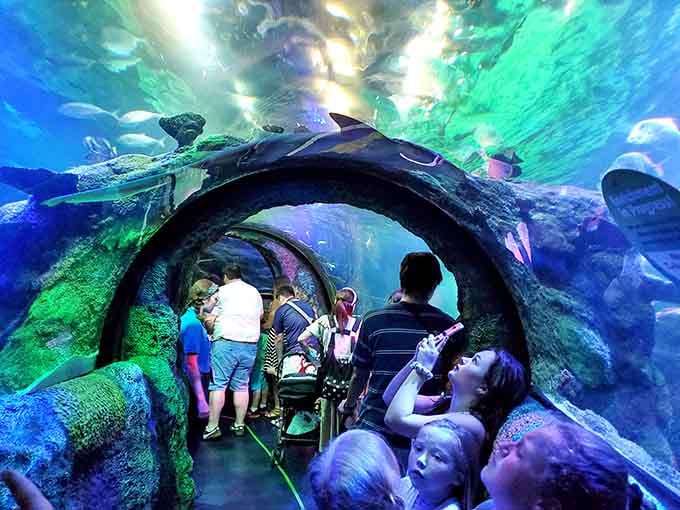 Walking through while sea life swims overhead—it's like being inside the world's most impressive snow globe.