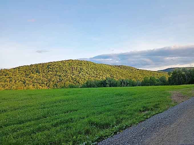 Golden hour over the hills at Salt Springs is the kind of view that makes you forget what you were worried about.