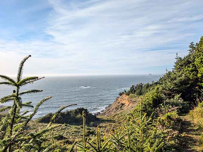 Young spruce trees standing at attention while the ocean does its thing in the background. Quite the view.