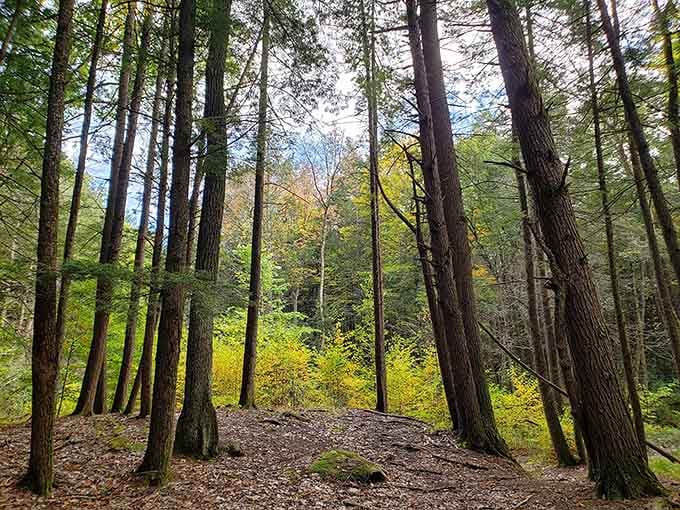 Fall turns these Chester woods into a living painting. No museum admission required, just good walking shoes.