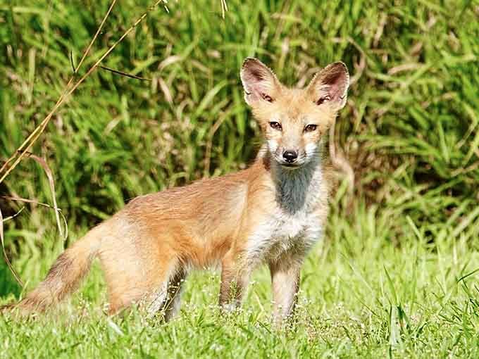 This young red fox paused just long enough to remind you who actually owns this place.