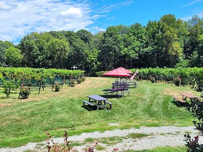 FireClay Cellars proves that North Carolina wine country is real, gorgeous, and very much open for business.