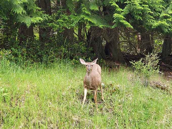 Island deer have mastered the art of posing, clearly understanding they're part of the whole nature experience package.