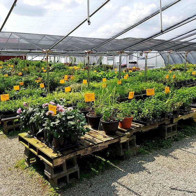 Rows of herbs and plants stretch endlessly under greenhouse cover, ready to transform your garden at home.