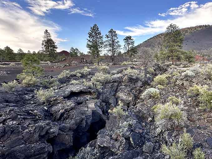 Cracked black lava stretching toward the horizon, with scrappy little shrubs refusing to take no for an answer.
