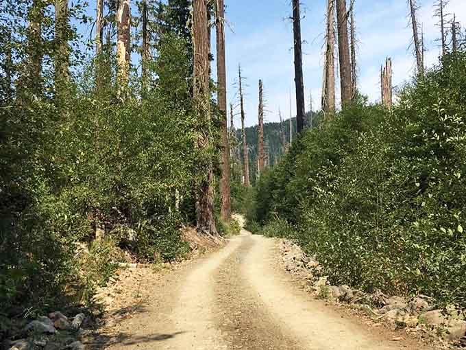 The trail to the bridge winds through forest so peaceful, you'll forget your phone exists for a while.