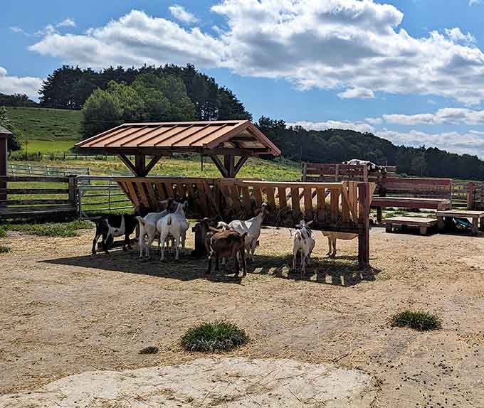 A crowd of goats gathered at the feeding station, organized chaos at its most adorable and entertaining.